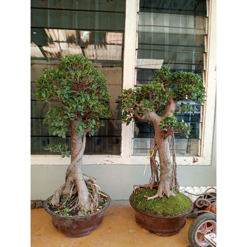 Jual Bonsai Dolar Micro (Live Shopee) | Shopee Indonesia