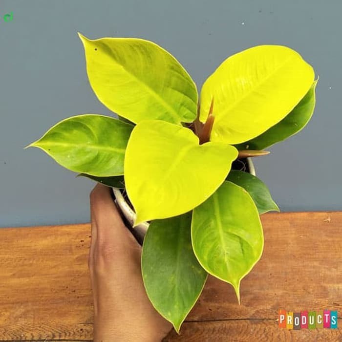 Jual Tanaman Hias Philodendron Lemon Moonlight / Philo Lemon Moonlight ...
