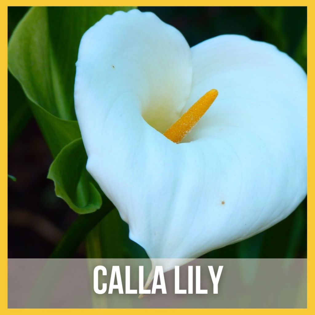Jual Bunga Calla Lily Putih Bibit Tanaman Hidup Bunga Lili Asli Pohon ...
