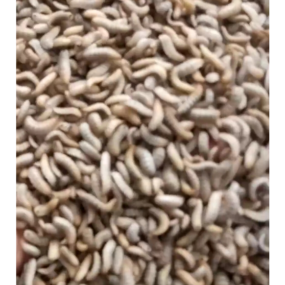 Jual maggot bsf fresh maggot pakan ikan umpan mancing pakan unggas ...