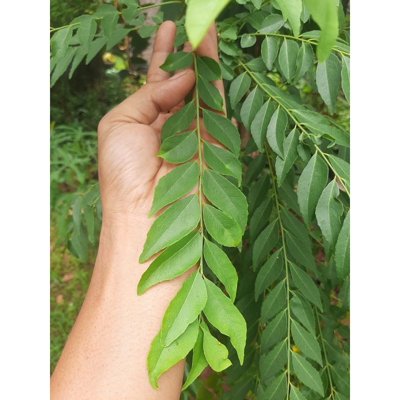 Jual Daun salam koja/daun kari/daun temurui segar 50 tangkai | Shopee ...