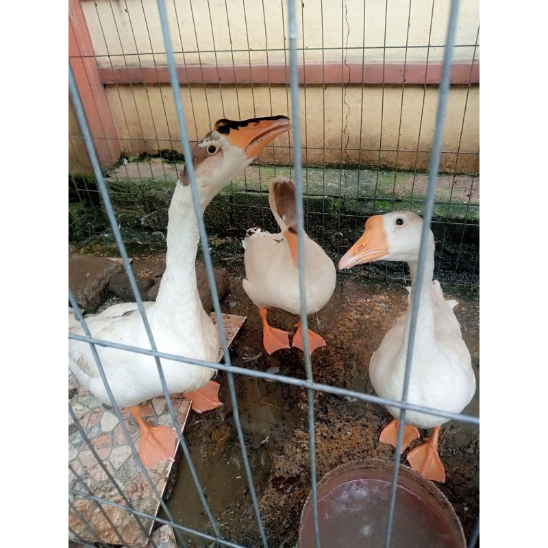 Jual soang / angsa putih 1 jantan 2 betina | Shopee Indonesia