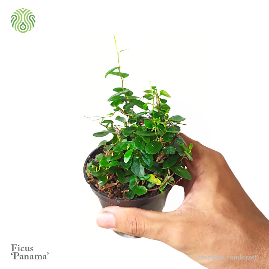 Jual Ficus 'Panama' - Tanaman Berambat / Terrarium / Vivarium / mini ...