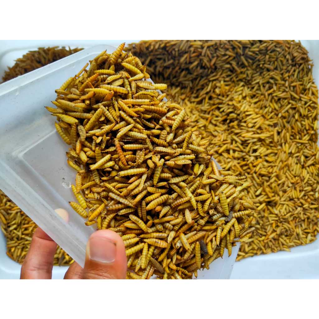 Jual Maggot kering 1 kg grade A magot kering dry maggot makanan koi ...