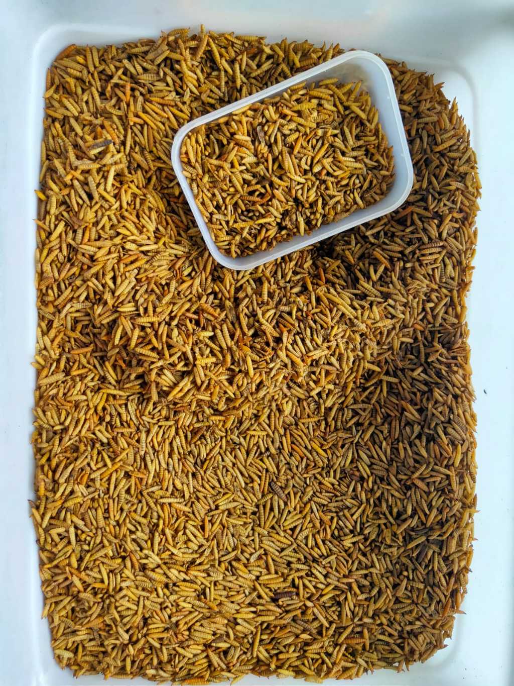 Jual Maggot kering 1 kg grade A magot kering dry maggot makanan koi ...