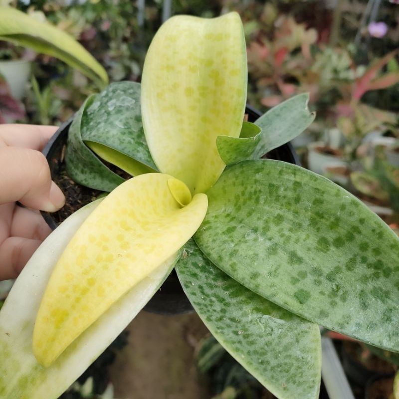 Jual Tanaman lidah katak variegata ( Khusus P. Jawa dan Bali) | Shopee ...