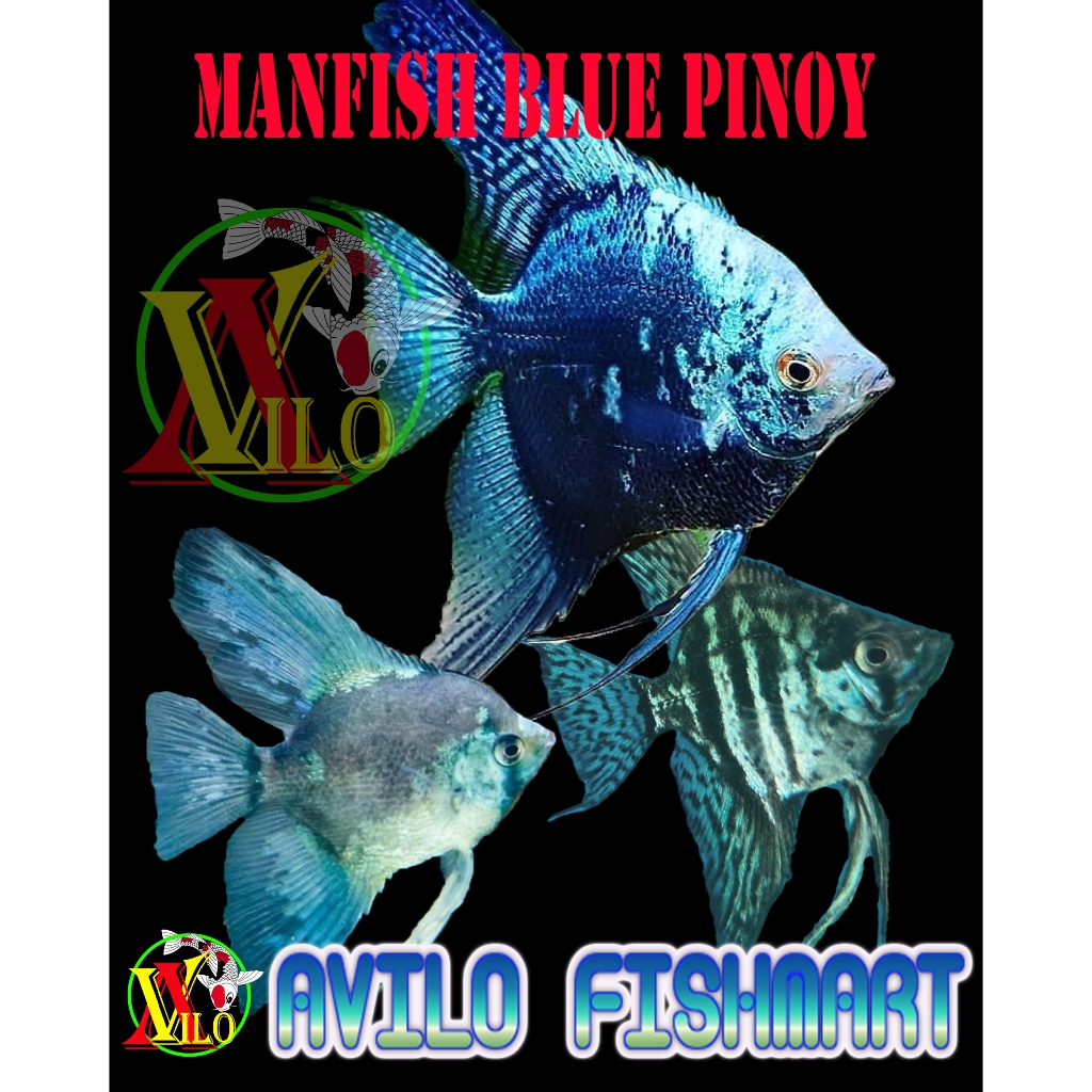 Jual ikan hias manfish blue pinoy angelfish ukuran sedang | Shopee ...