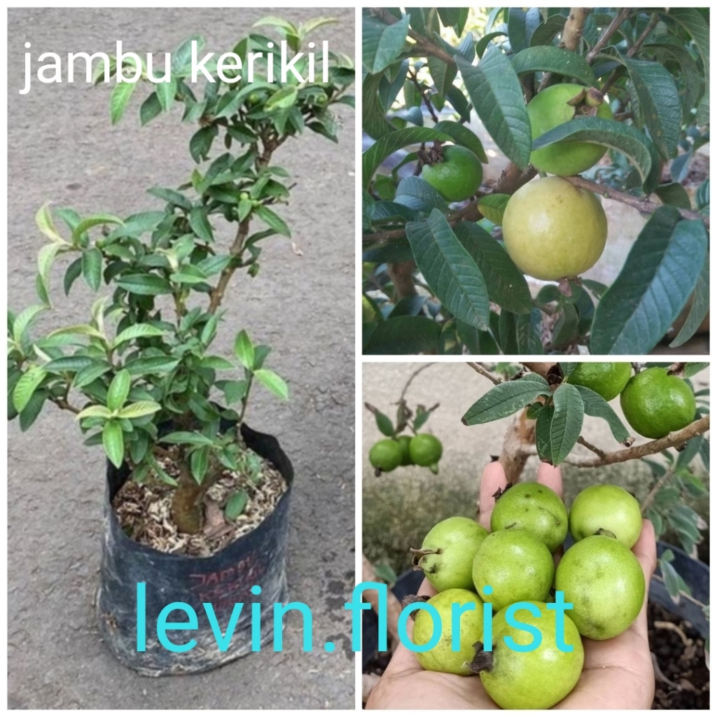 Jual Jambu kerikil berbunga atau berbuah / jambu mini/ bibit tanaman ...