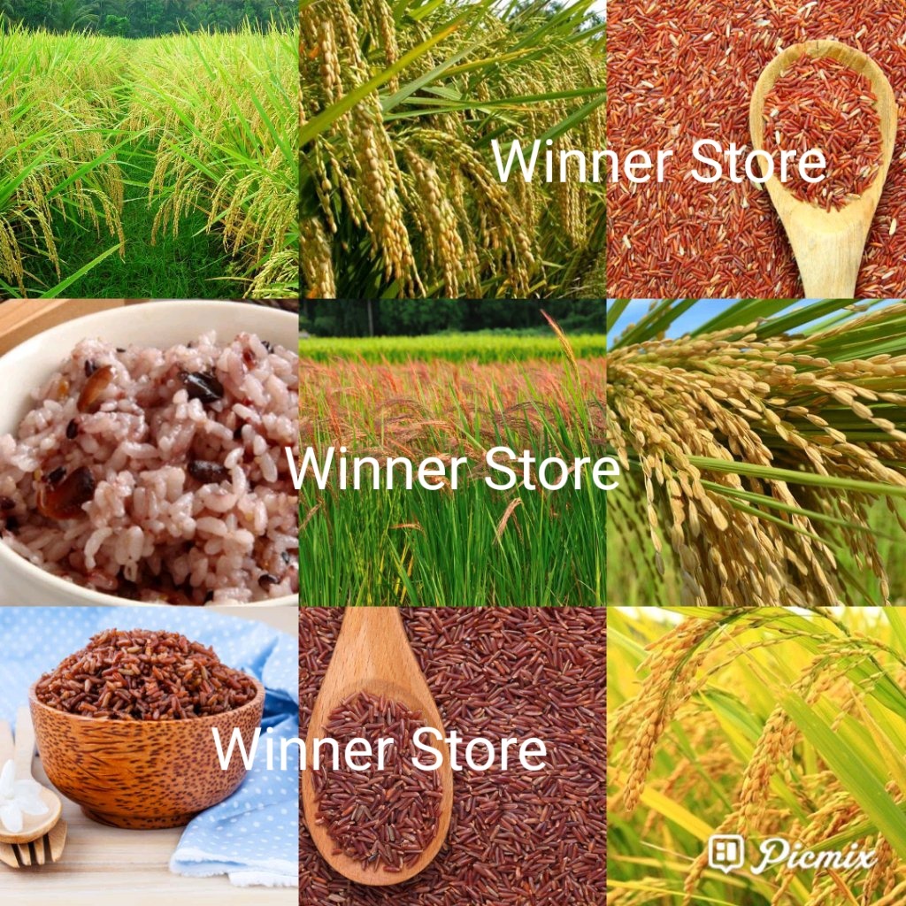 Jual Bibit Benih Padi Merah (5 Gram) | Shopee Indonesia