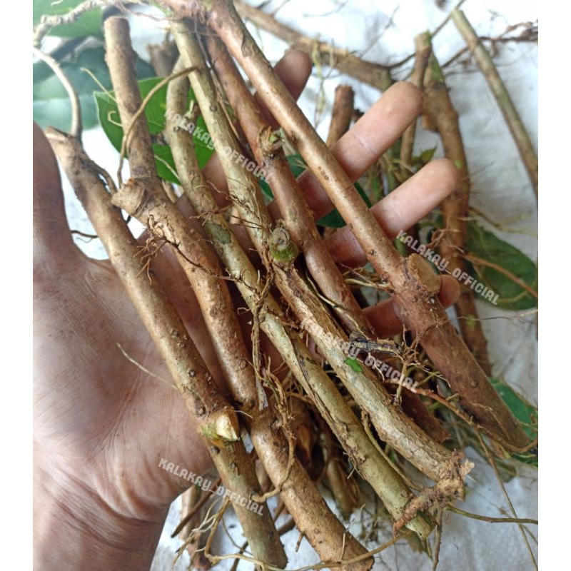 Jual Bibit Cincau Hijau 12 Batang / Cincau Perdu Sudah Tumbuh Akar ...