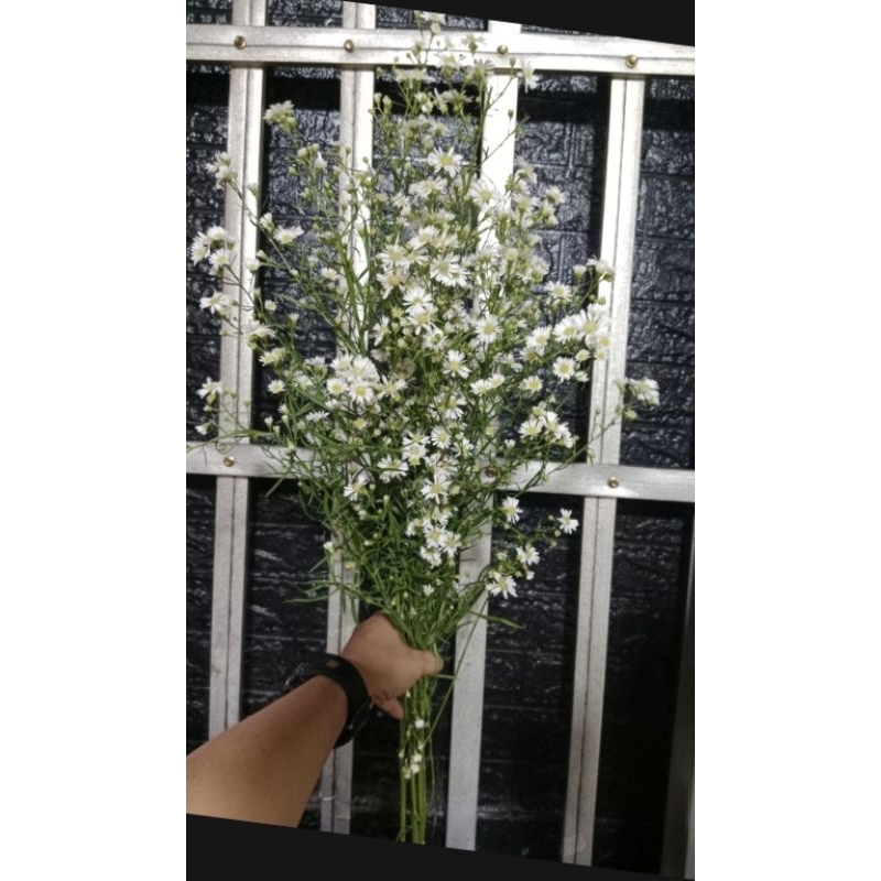 Jual bunga pikok/baby breath lokal/bunga asli | Shopee Indonesia