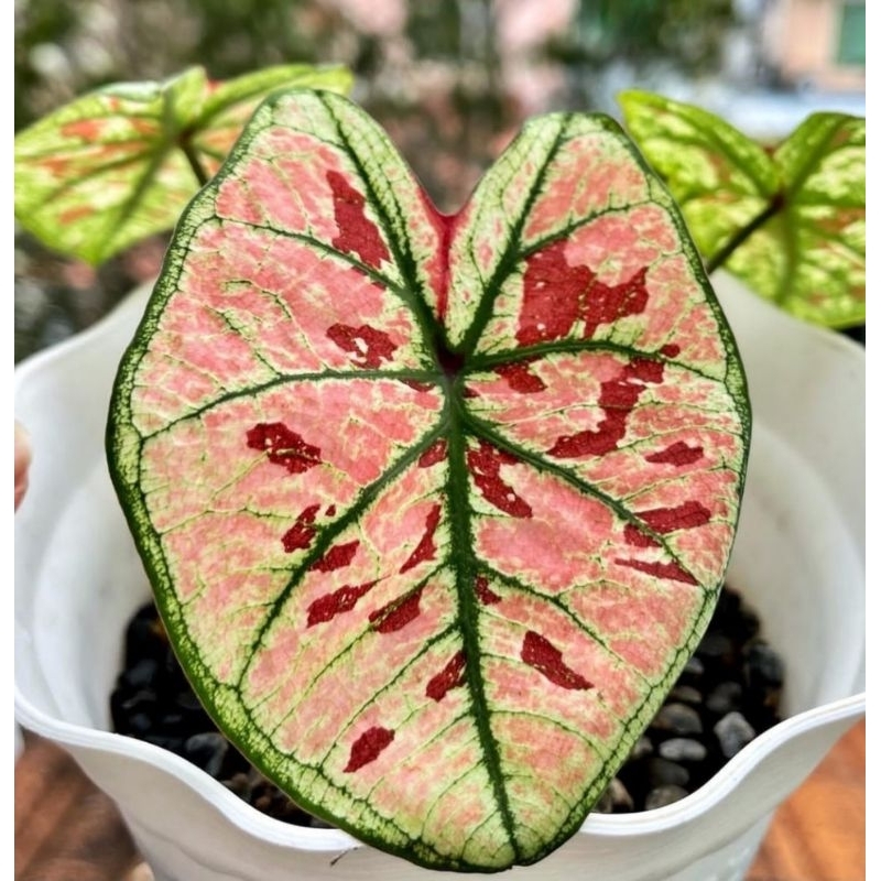 Jual Caladium Wonderland / Keladi Hias Wonderland Tanaman Hias Keladi ...