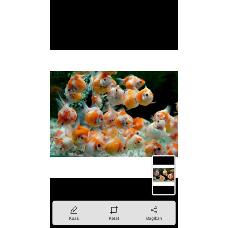 Jual MUTIK MUTIARA TIKUS SIPALING GEMOY | Shopee Indonesia