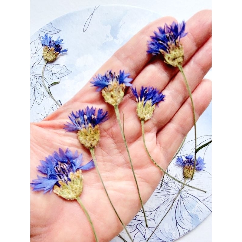 Jual Pressed Cornflower - Cornflower - Pressed flower - Bunga kering ...