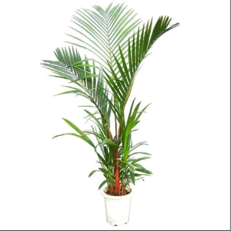 Jual Promo Bisa Cod Tanaman Hias Palem Merah Rumpun + Pot Dan Media ... Jual Promo Bisa Cod Tanaman Hias Palem Merah Rumpun + Pot Dan Media ...