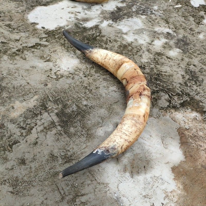Jual tanduk sapi pasangan 36-39 cm cocok untuk bantengan/pajangan ...