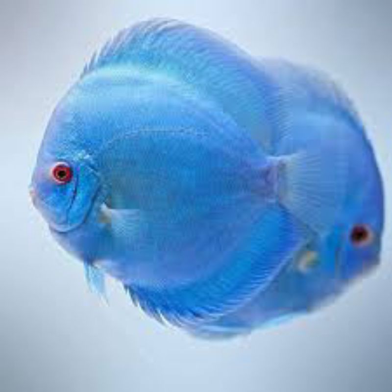 Jual Packing Styrofoam Discus Blue Diamond 2cm | Shopee Indonesia