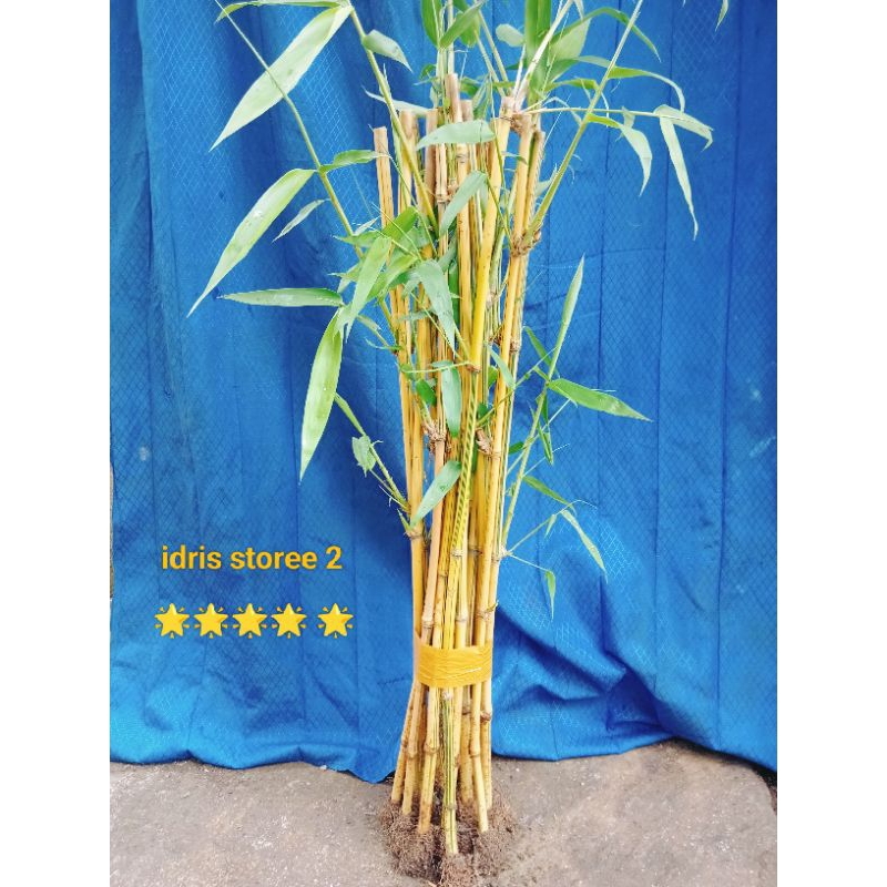 Jual tanaman hias bambu kuning tinggi 80cm bibit bambu kuning | Shopee ...