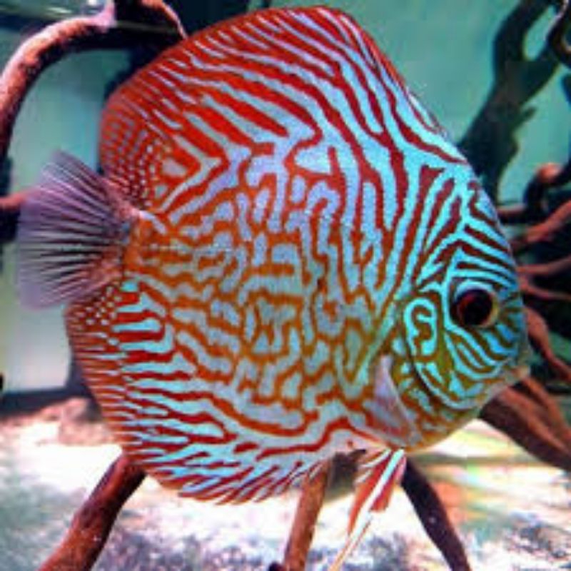 Jual Packing Styrofoam Discus Tiger Mozaik Ukuran 1cm | Shopee Indonesia