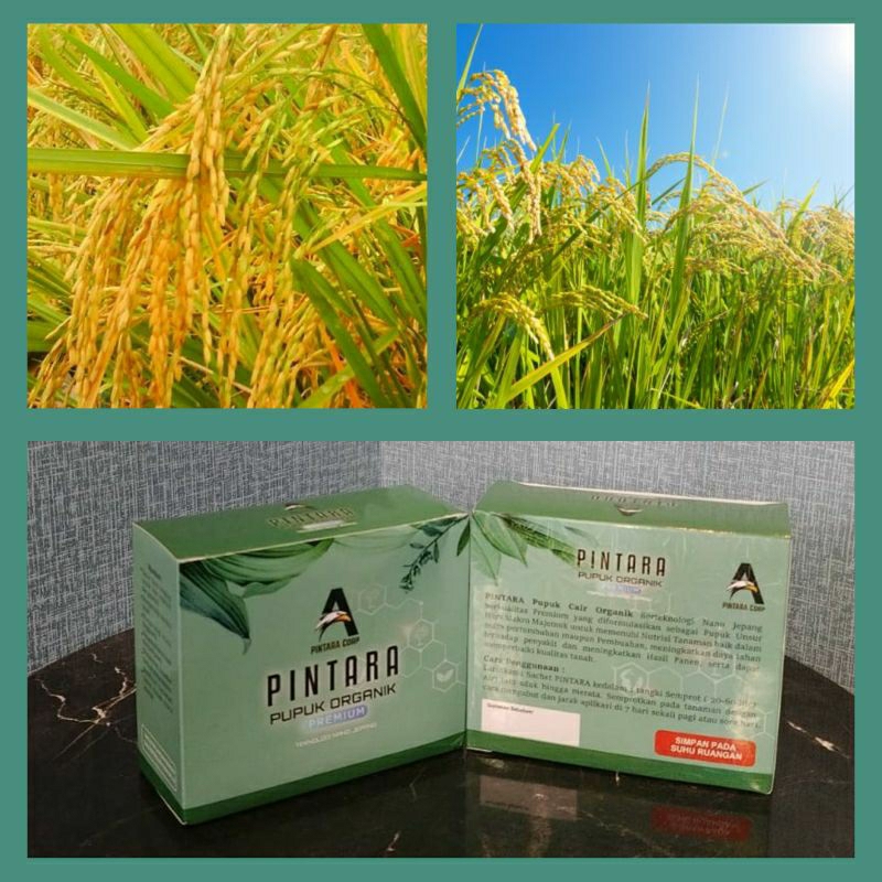 Jual Cuci gudang Promo 2 box Pintara Pupuk Organik nano terbaik ...