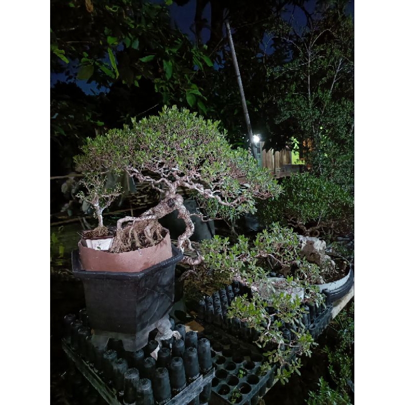 Jual BONSAI SANTIGI CASCADE PROSPEK | Shopee Indonesia