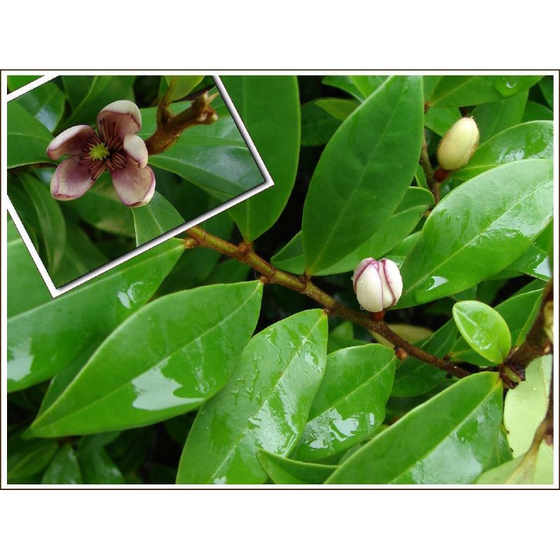 Jual Bunga Cempaka Wangi Hidup Tinggi (-+) 85cm | Shopee Indonesia