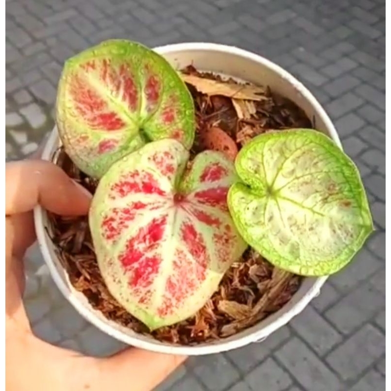 Jual Caladium Tembikai Keladi Hias Tembikai Tanaman Hias Keladi Murah ...