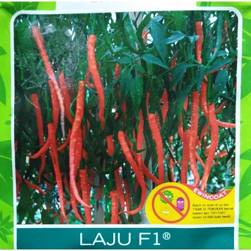 Jual 25 Butir BENIH CABAI CABE LAJU Keriting ( Kemasan Repack ...