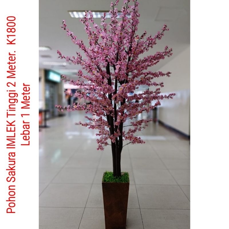 Jual Pohon Imlek Sakura Meihua mehwa angpao 2 m meter tinggi besar ...
