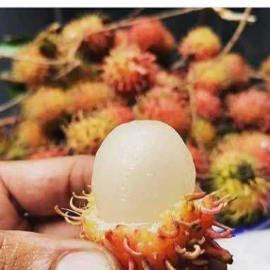 Jual Rambutan Rapiah Manis 1iket | Shopee Indonesia