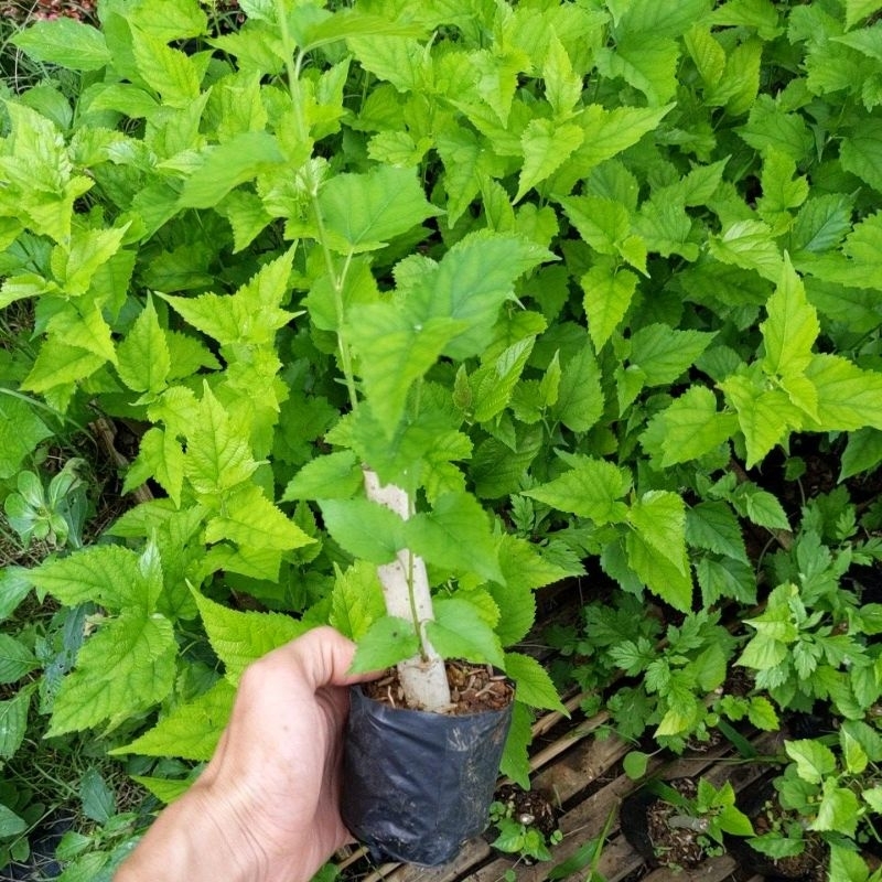 Jual KEBUN DZAKI - Bibit Murbei Atau Mulberry Berbuah | Shopee Indonesia