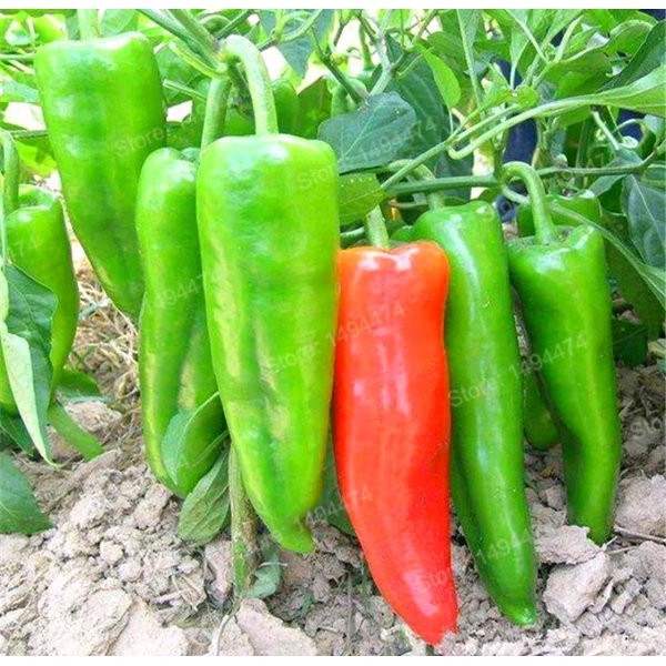 Jual 15 /Biji Benih Cabe Hijau Besar Big Green Pepper Cabai Jumbo ...
