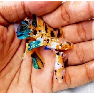 Jual poromosi toko cupang murah ,hanya berlaku 3hari saja ikan cupang ...