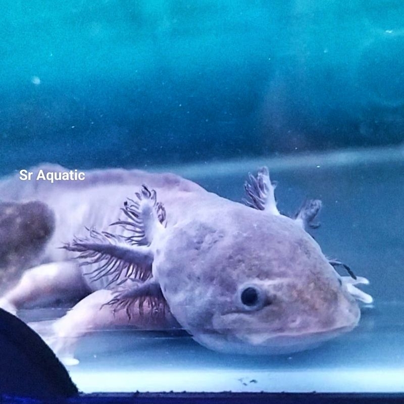 Jual Axolotl Salamander Air Black / axolotl Salamander Air Marble ...
