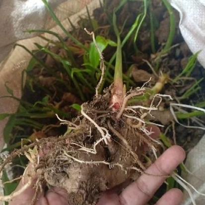 Jual Bibit Jahe Merah Super 1kg | Shopee Indonesia