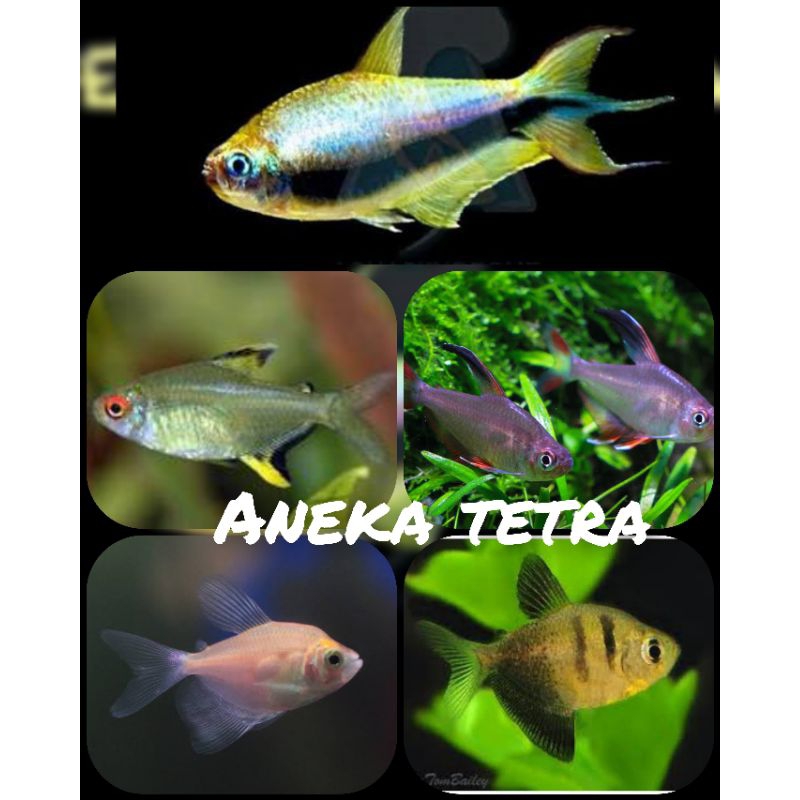 Jual ikan hias Tetra ( amandae, pencil, redbelly, palmieri ) | Shopee ...