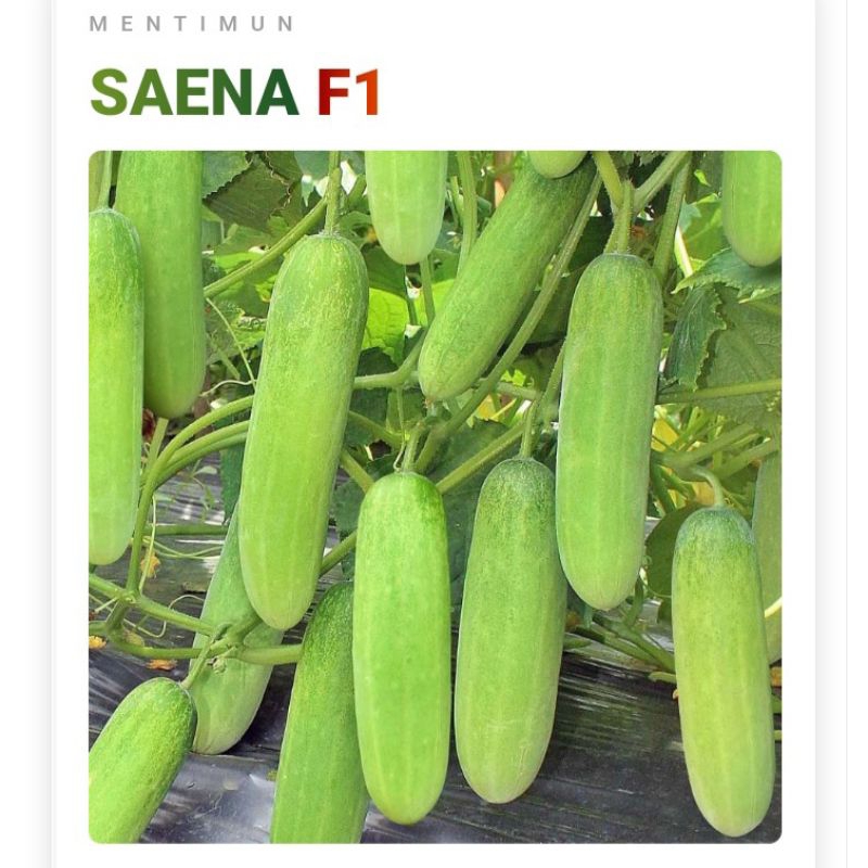 Jual MENTIMUN SAENA F1 50 BIJI | Benih Timun SAENA F1 | Shopee Indonesia