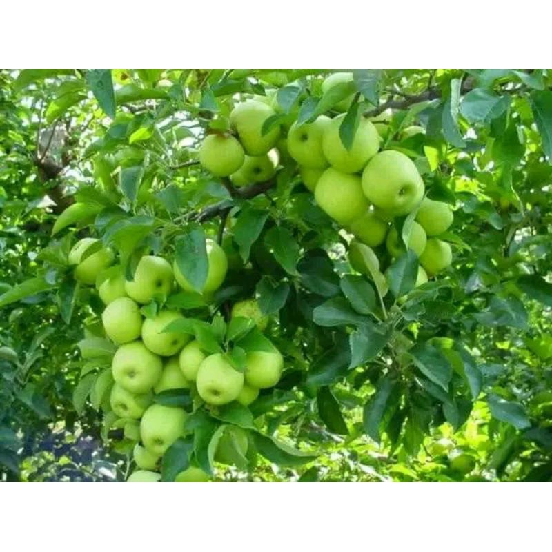 Jual Bibit Buah Apel manalagi 1 kilo muat 5 bibit pendek bisa berbuah ...