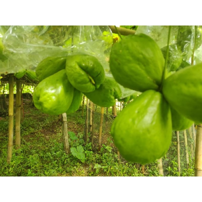 Jual bibit labu siam anggur | Shopee Indonesia