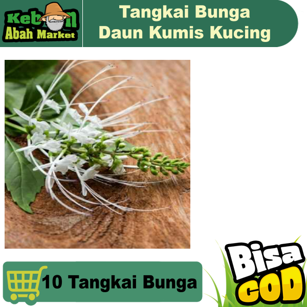 Jual Bunga kumis kucing asli isi 10 Tangkai Bunganya Bukan Daun Obat ...