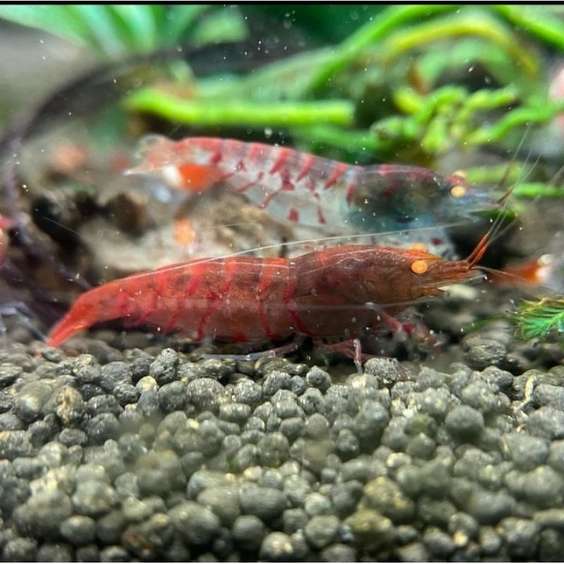 Jual Red Cherry Shrimp/Udang Hias AquaScape/Pembersih Aquascape/Neocaridina Shrimp | Shopee ...
