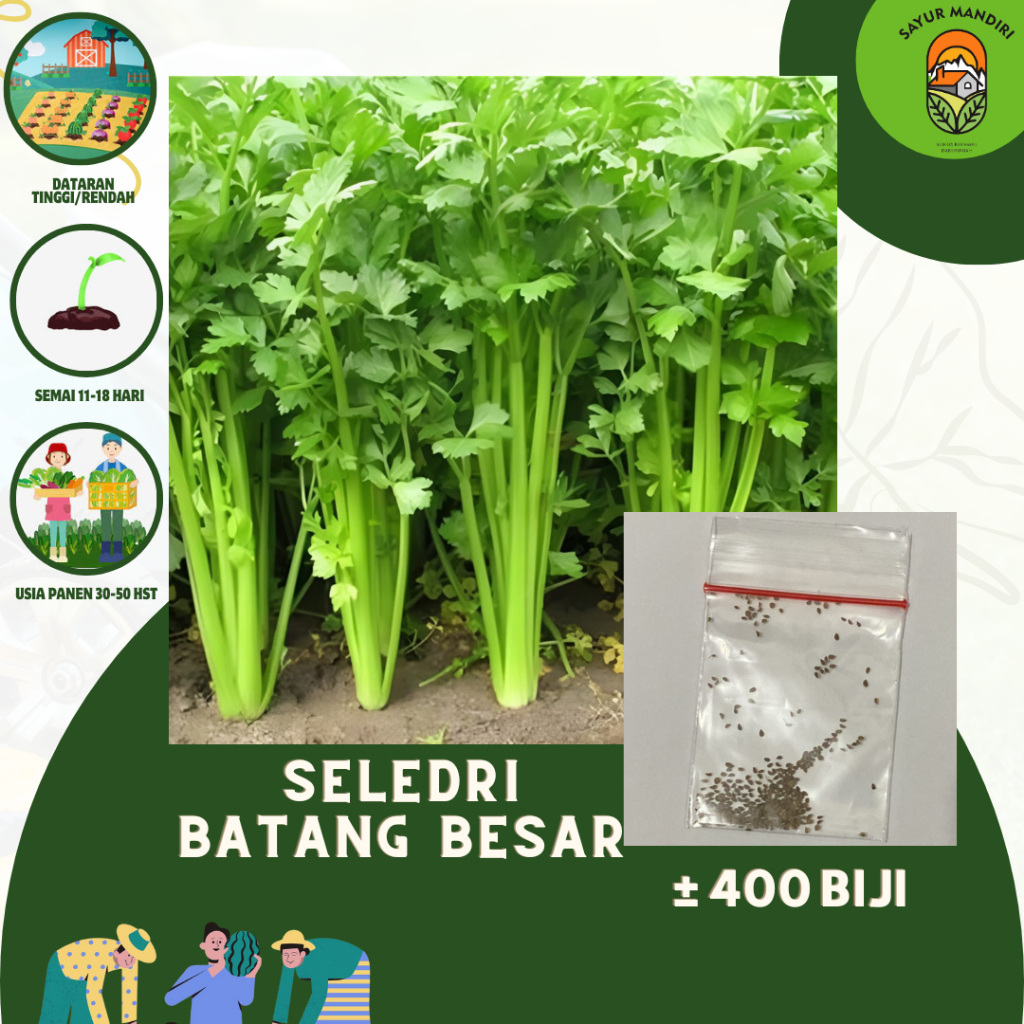 Jual Benih Seledri Batang Besar Seribuan | Shopee Indonesia