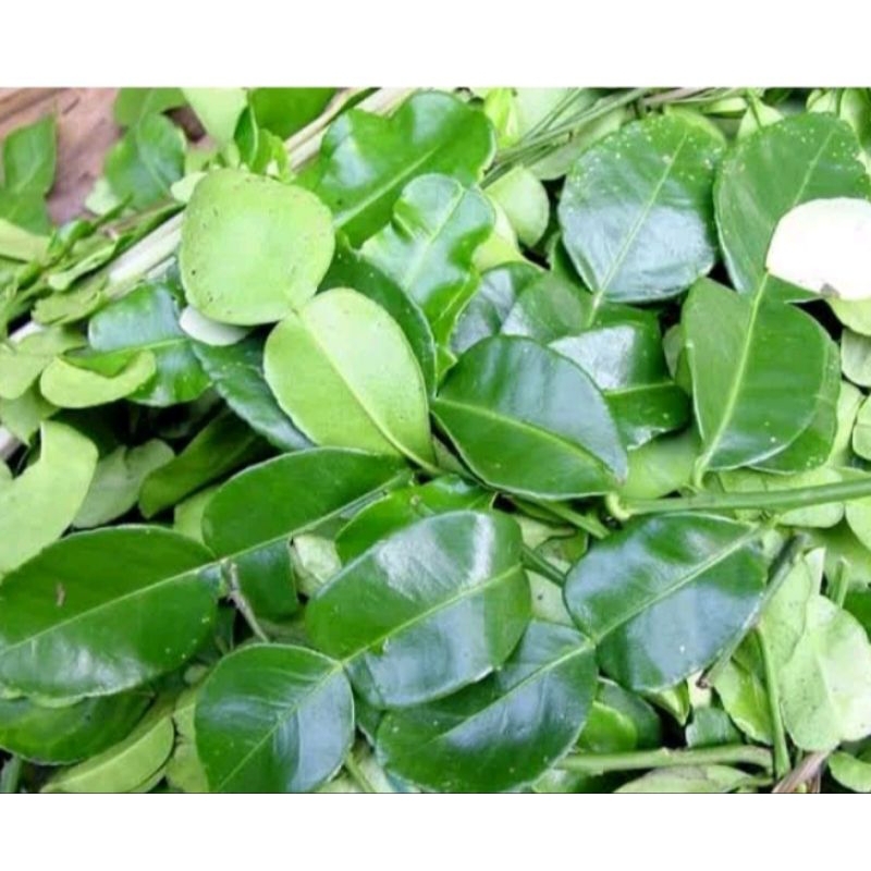 Jual DAUN JERUK BALI PEKT 100 G_1KG Freshh segar obat hrbal | Shopee ...