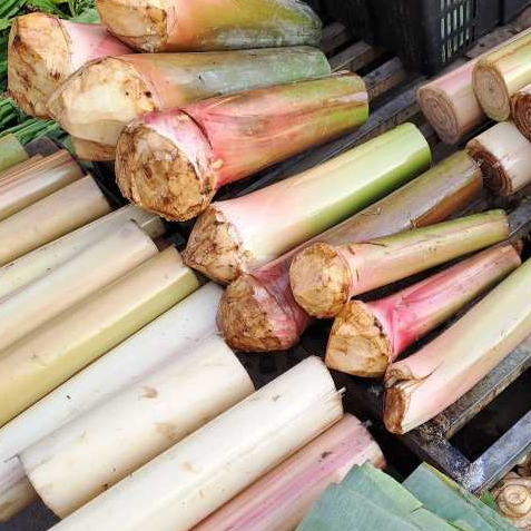 Jual gedebog pisang/batang pisang kemasan 500gram asli | Shopee Indonesia