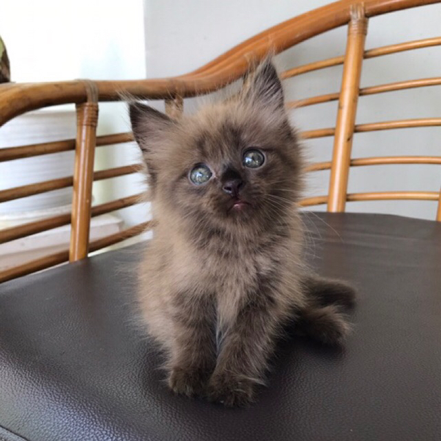 Jual makanan kucing Ragdoll Cinnamon smoke Langka. | Shopee Indonesia