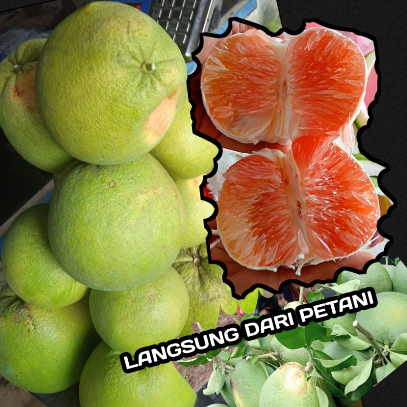 Jual jeruk pamelo madu MANIS GROSIR | Shopee Indonesia