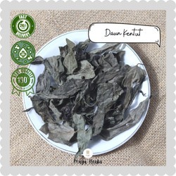 Jual Daun sembukan atau daun kahitutan daun kentut kering herbal ...