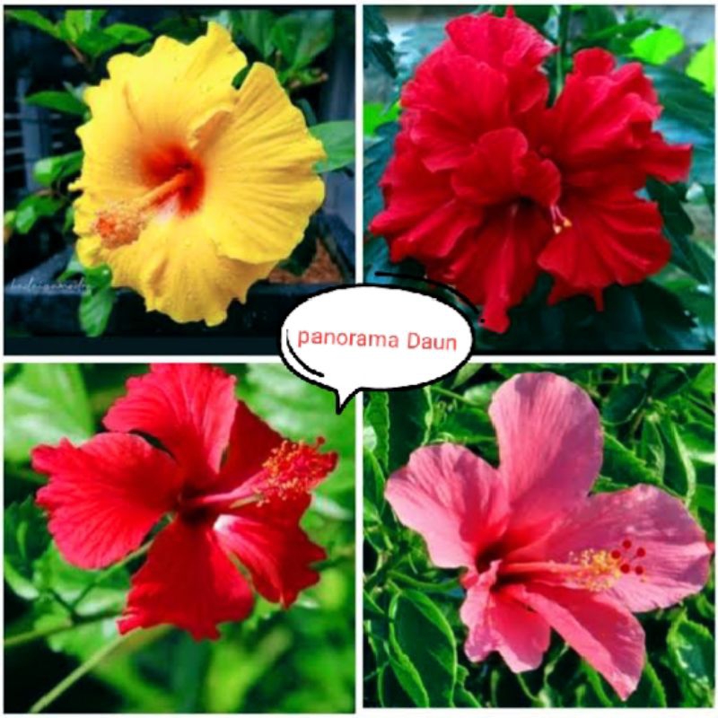 Jual Bebas Pilih Warna Bunga Sepatu | Shopee Indonesia