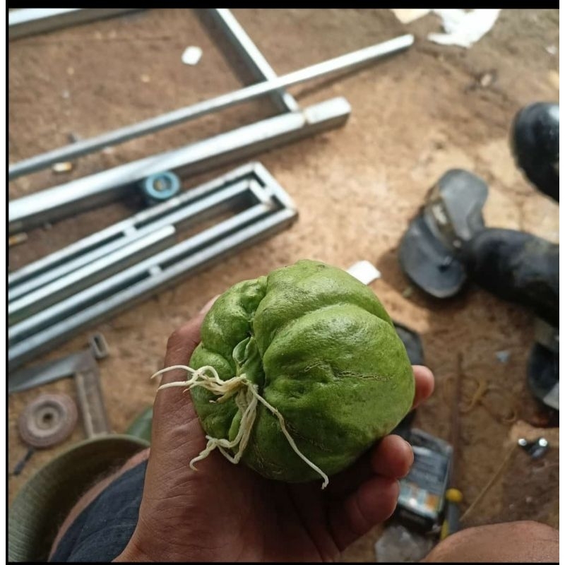 Jual bibit labu siam anggur, labu jipang waluh unggul / benih sayuran ...