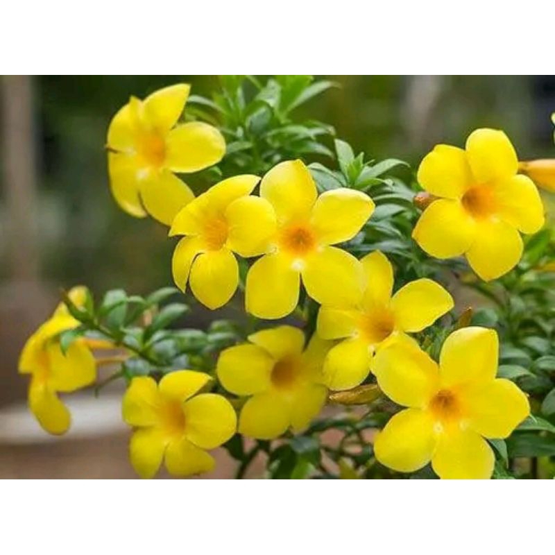 Jual tanaman bunga Alamanda terompet mas tanaman jalar sangat bagus ...